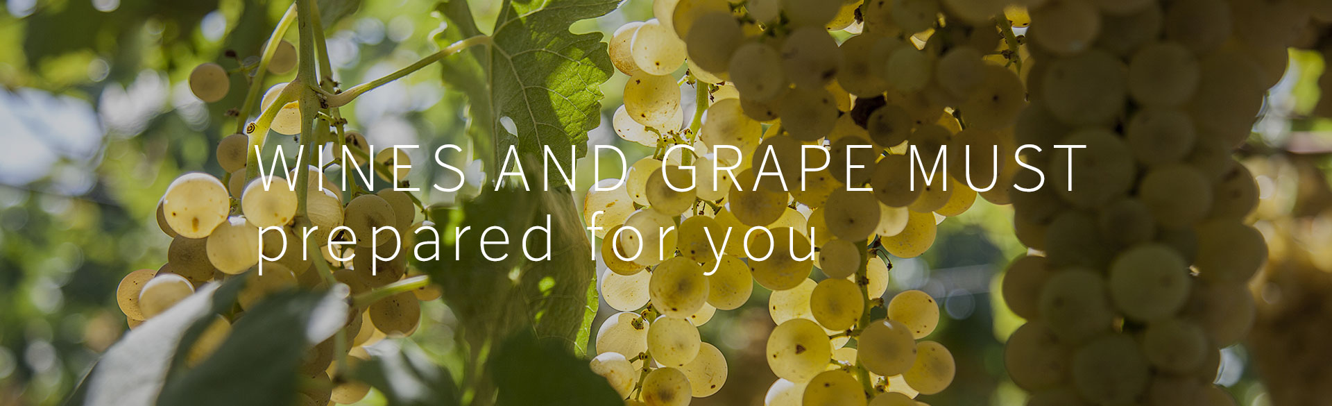 Grape Musts and bulk wines – Mosti concentrati e vini sfusi – LE.VIN.SUD